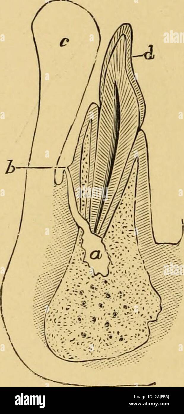 On extraction, with notes on the anatomy and physiology, of the teeth ...