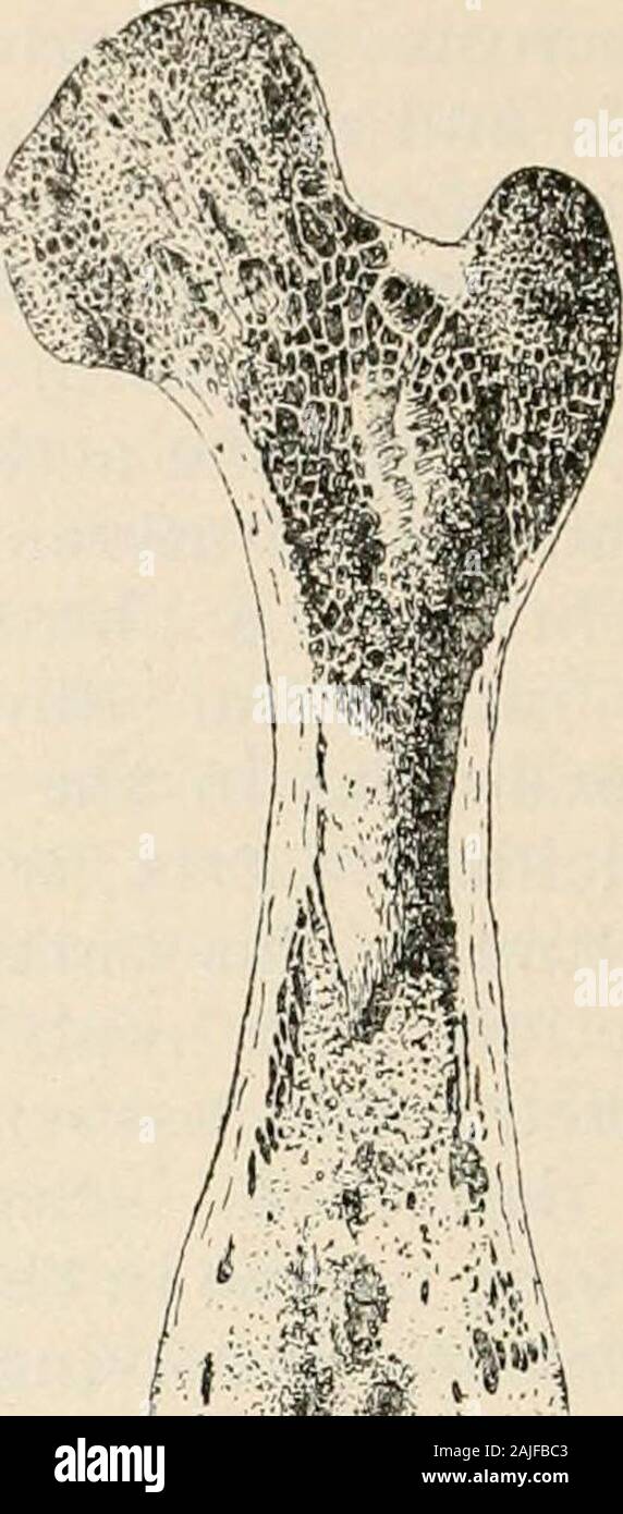Manual of pathology : including bacteriology, the technic of ...