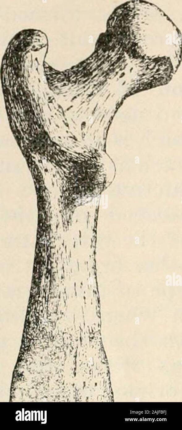 Manual of pathology : including bacteriology, the technic of ...