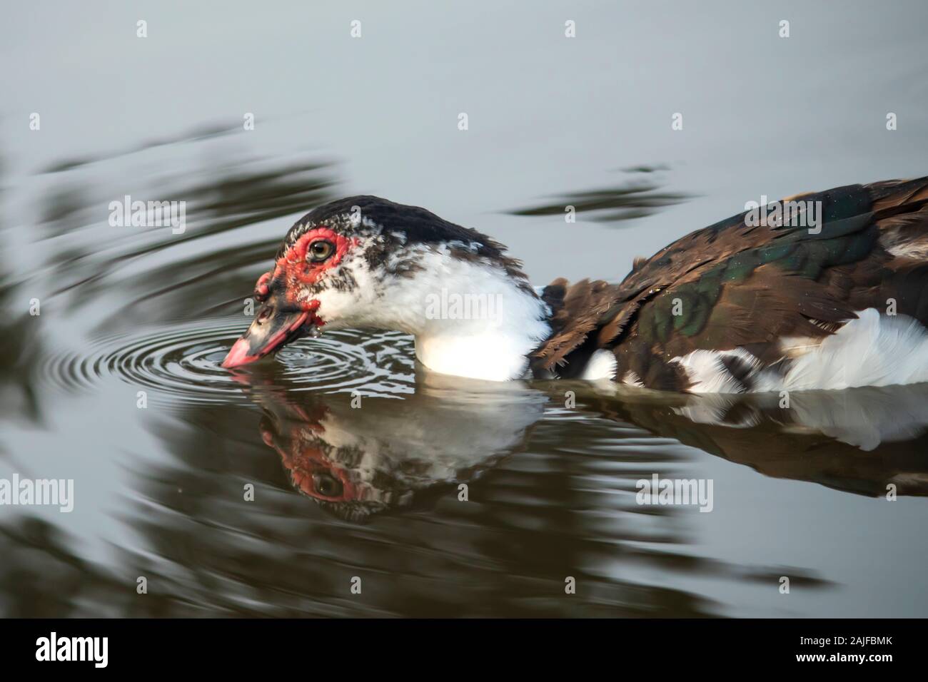 mallard wild duck drinking water from pond Stock Photo - Alamy