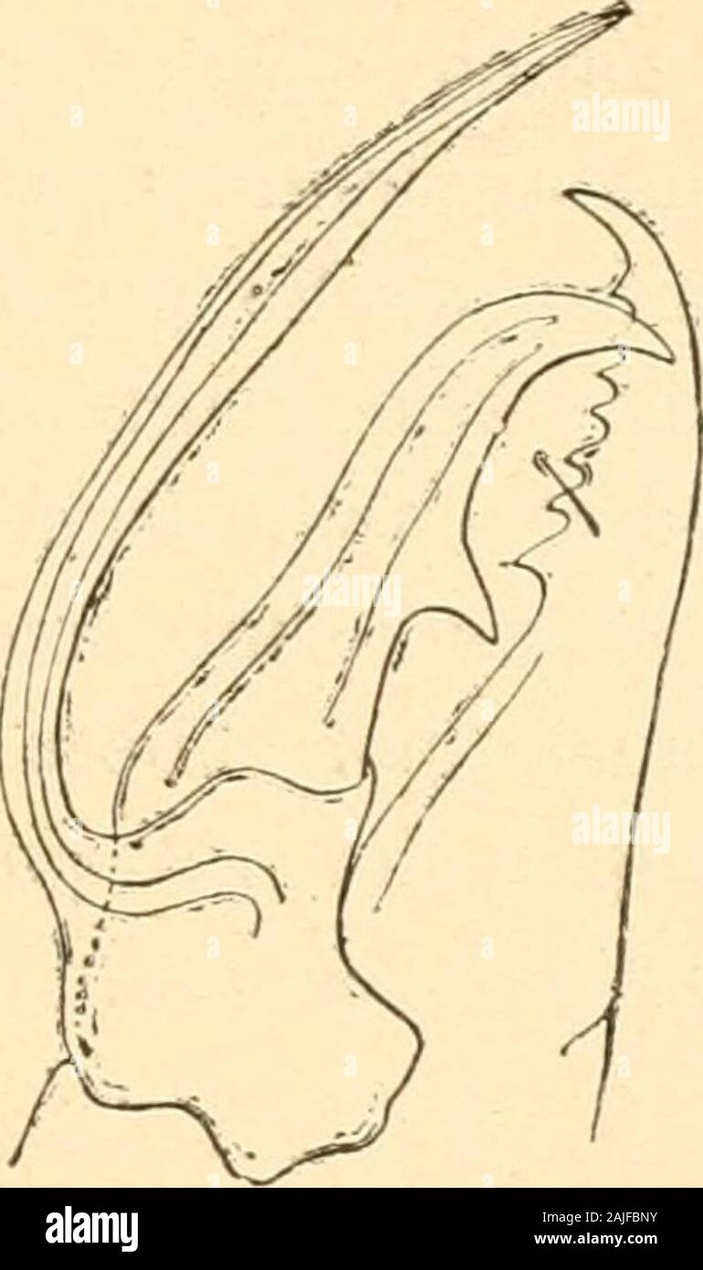 Redia hi-res stock photography and images - Alamy