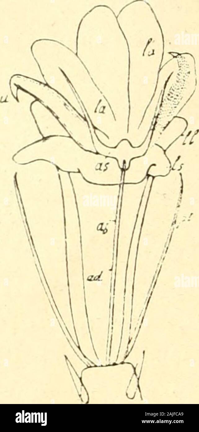 Redia hi-res stock photography and images - Alamy