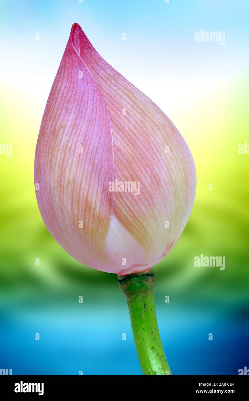 real lotus bud Stock Photo - Alamy