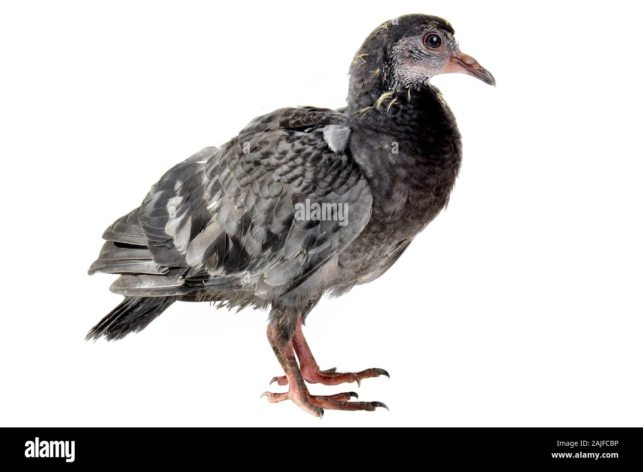 Full pigeon Cut Out Stock Images & Pictures - Alamy