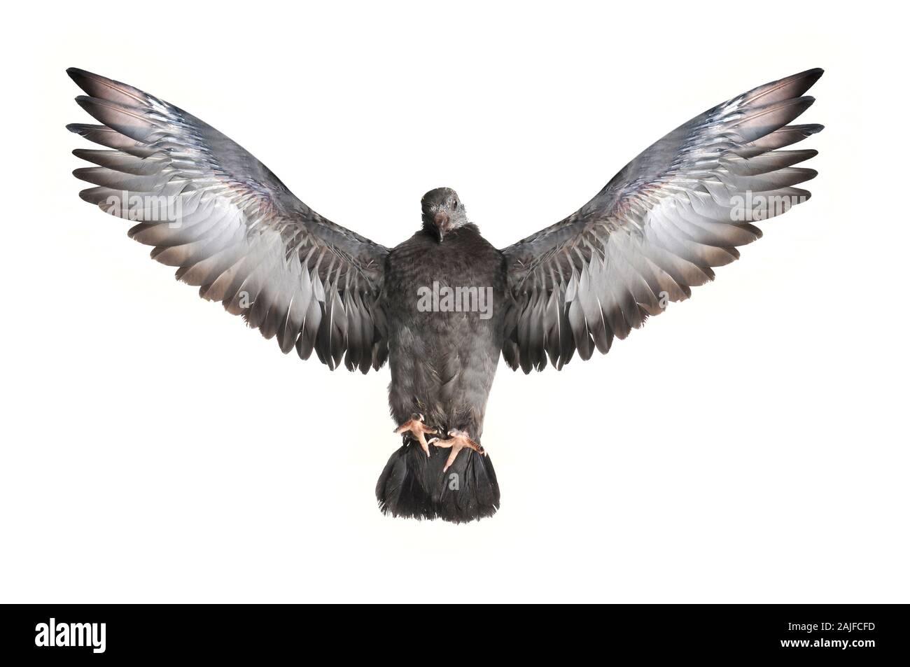 Flying pigeon Cut Out Stock Images & Pictures - Alamy