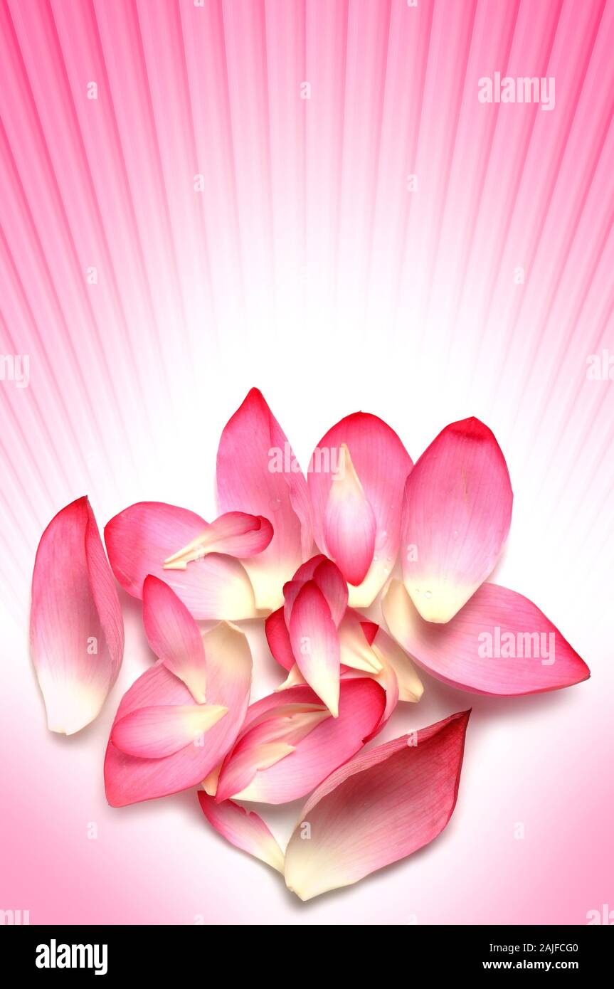 Lotus real hi-res stock photography and images - Alamy