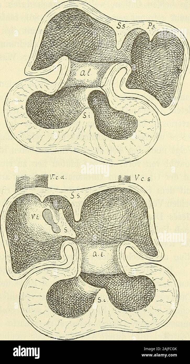 Anatomie menschlicher Embryonen . en. 139 von einer Curvatura minor und ...