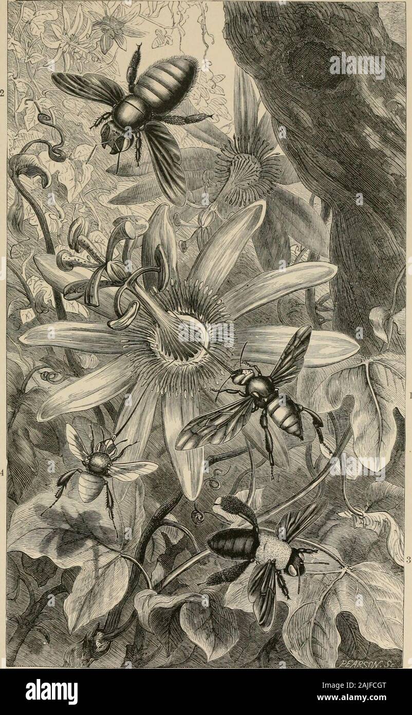 Centris bees hi-res stock photography and images - Alamy