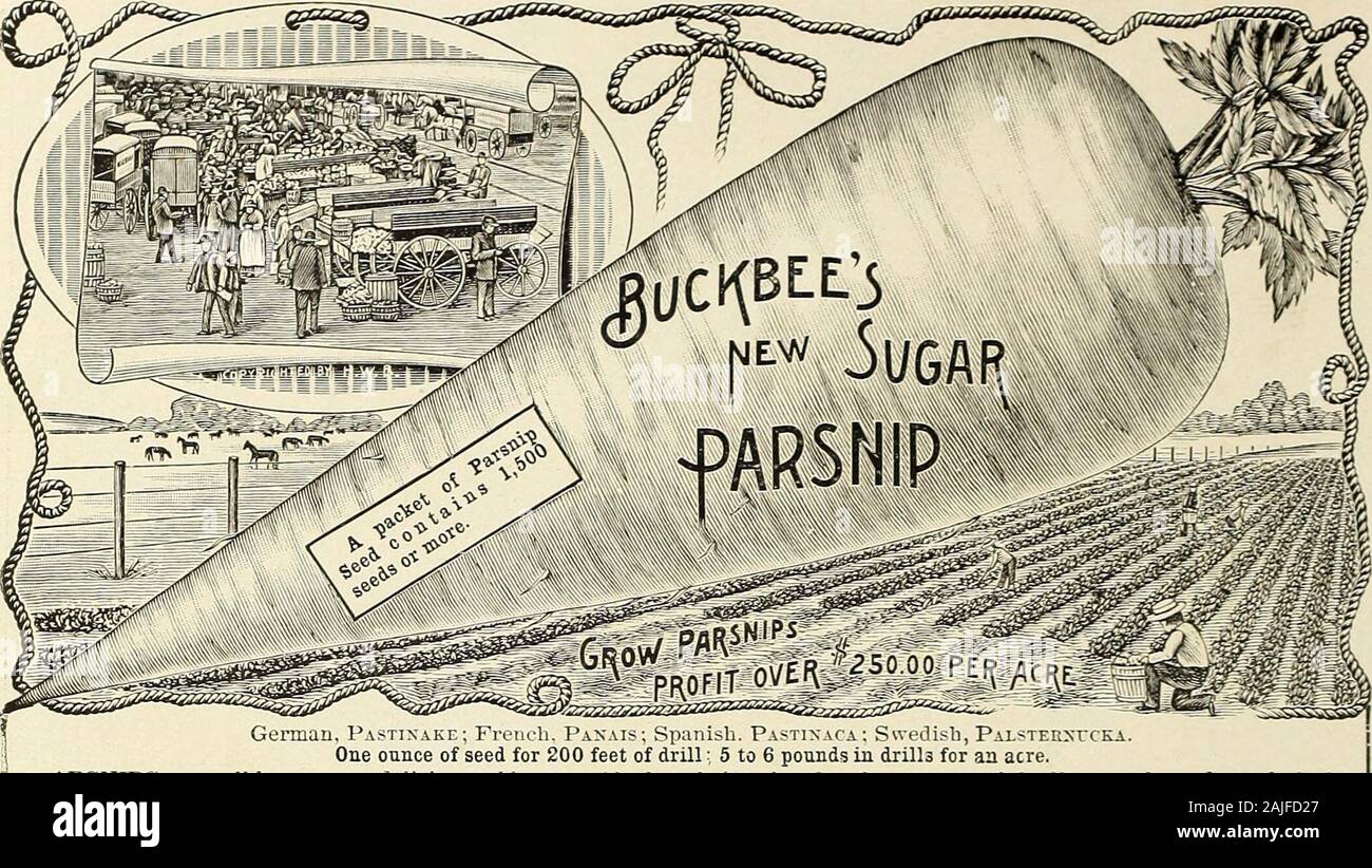 H.W Buckbee seed and plant guide : 1905 . •ckbees RockTord Seed Farms ...