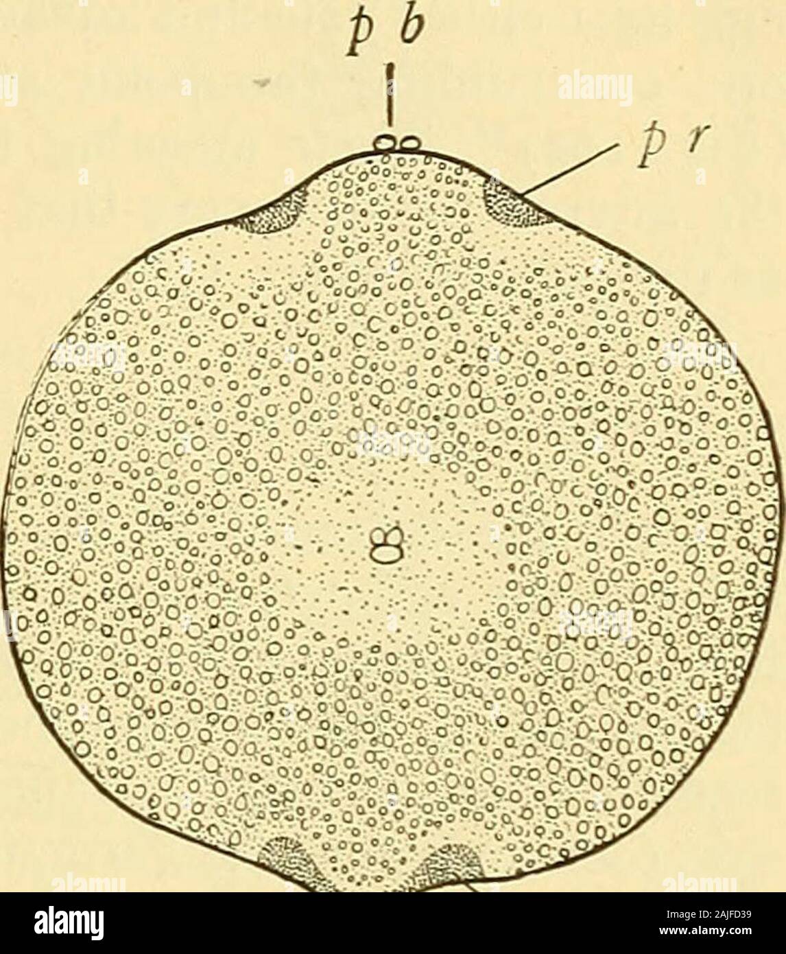 Vesicle formation hi-res stock photography and images - Alamy