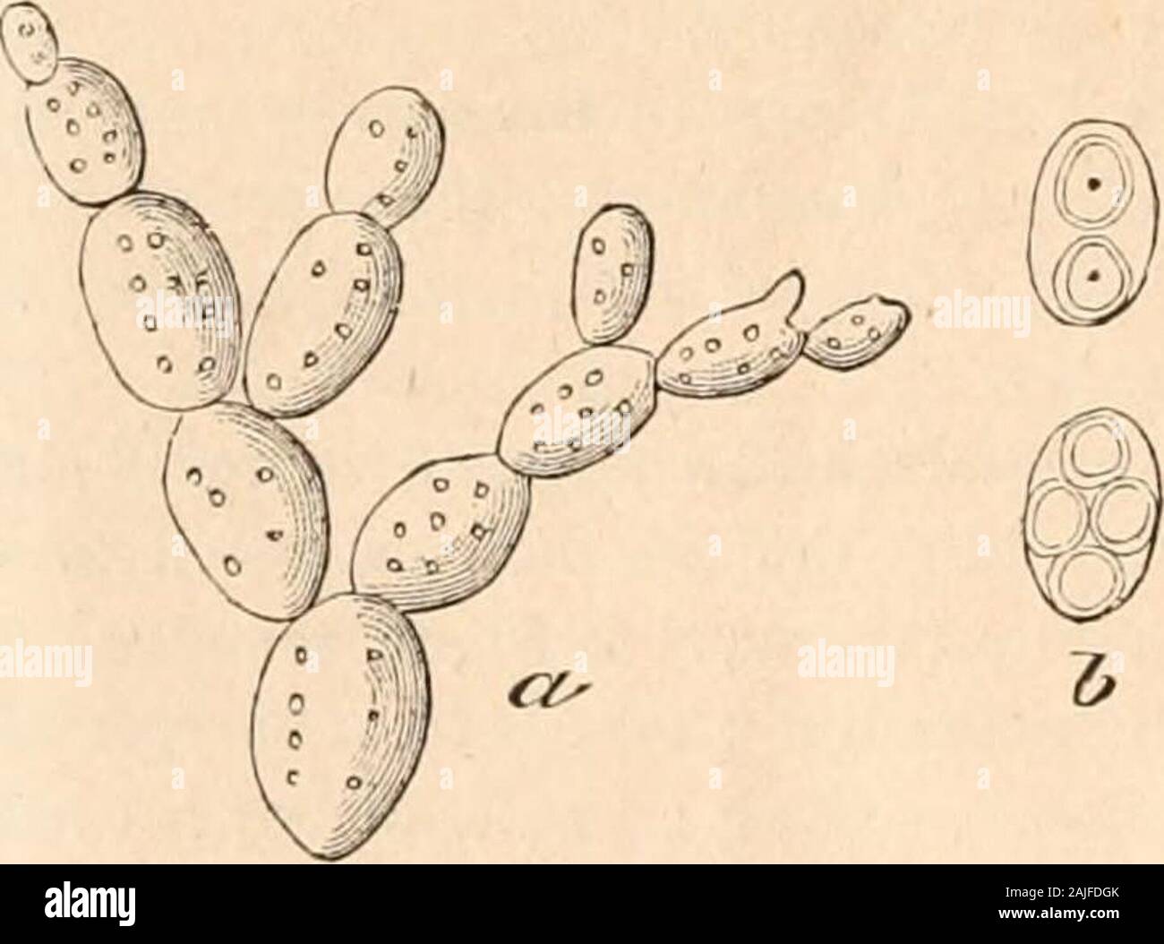 Spore forming hi-res stock photography and images - Alamy