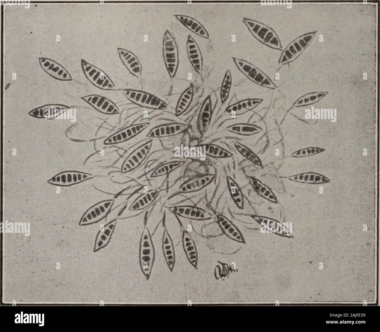 Chlamydospores hi-res stock photography and images - Alamy