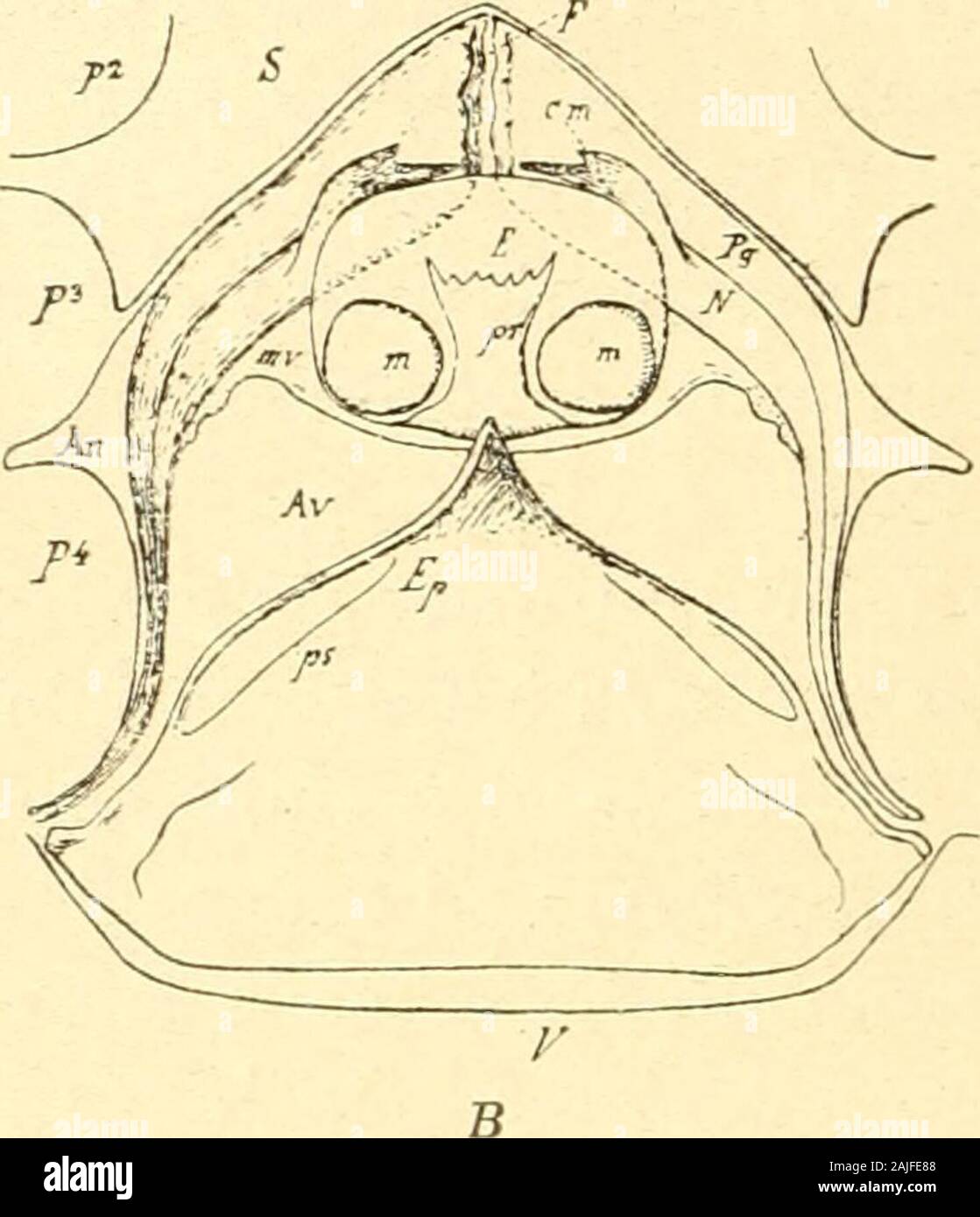 Epigastrium hi-res stock photography and images - Alamy
