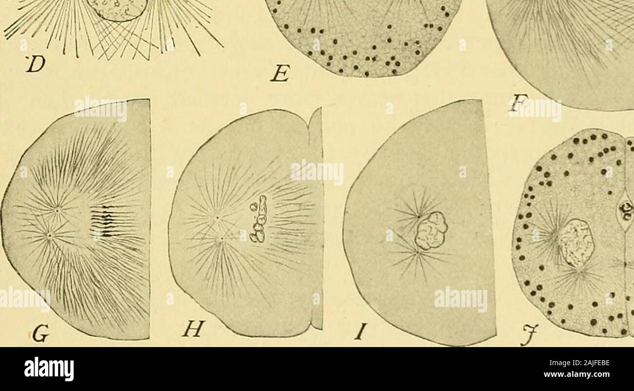 Polar body cell hi-res stock photography and images - Alamy