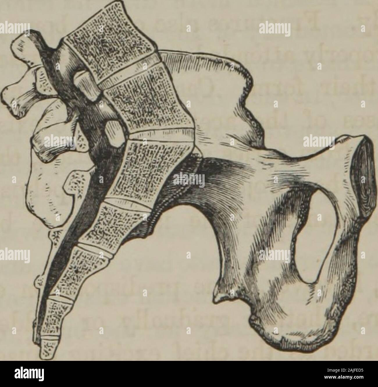 The principles and practice of obstetrics . and through the ilia, will ...