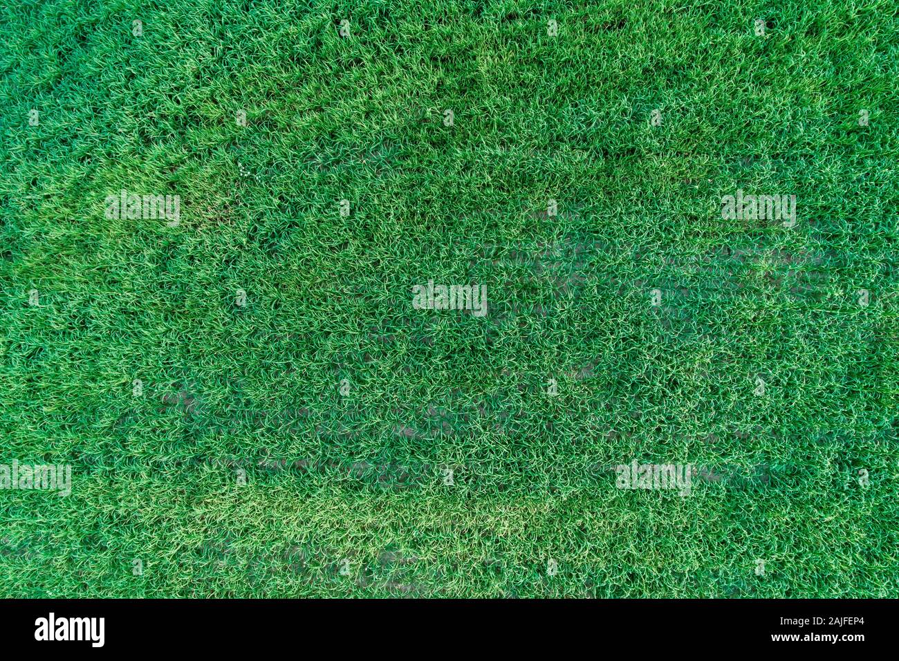 Green lawn background. Nature background. Green grass texture. Spring ...