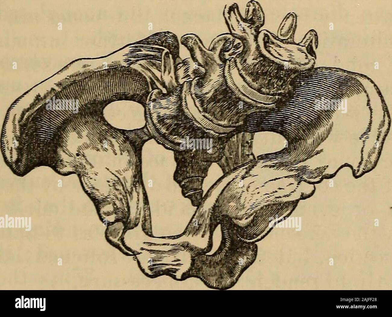 Pelvic wall hi-res stock photography and images - Alamy