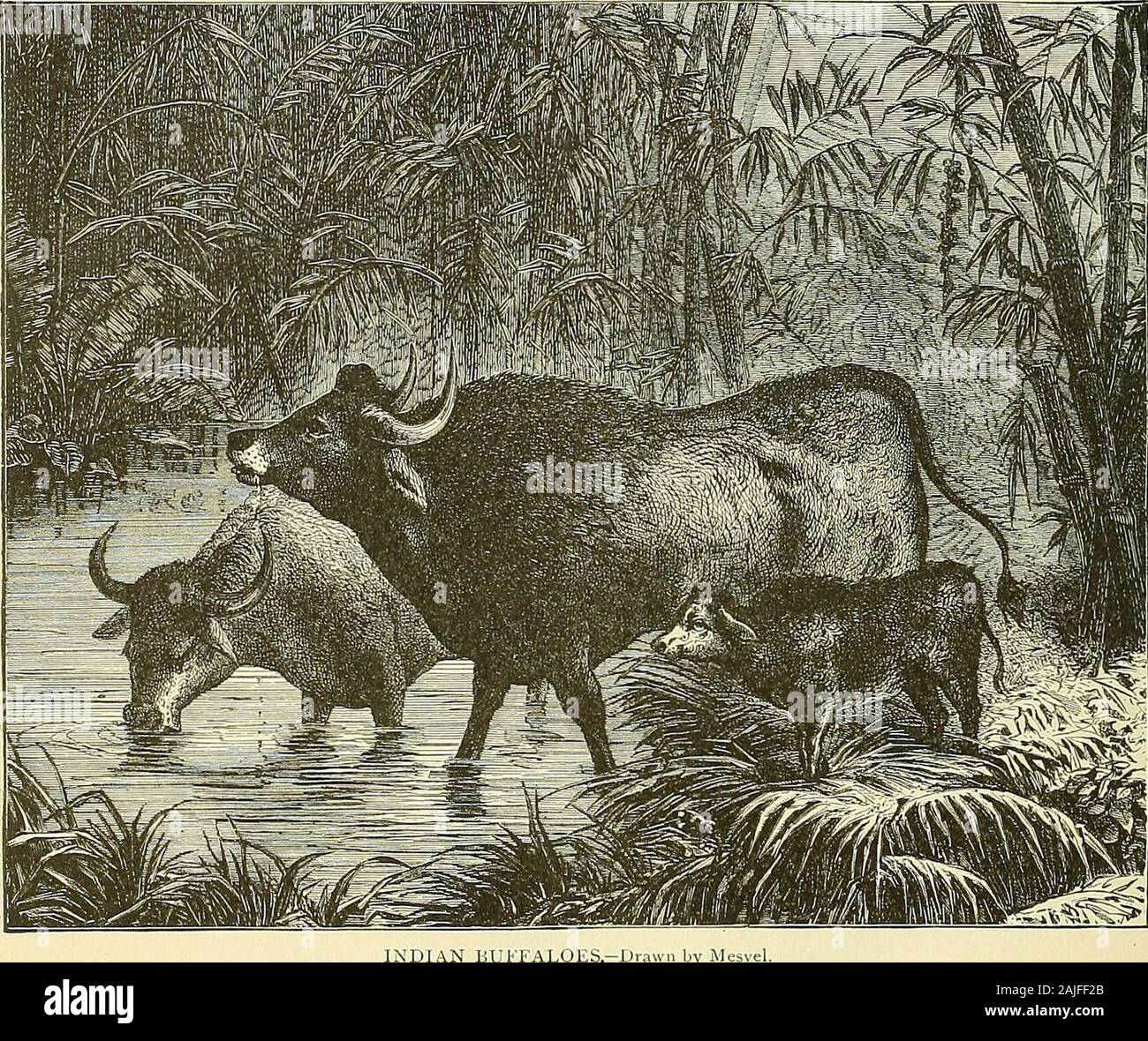 Two fierce bison hi-res stock photography and images - Alamy