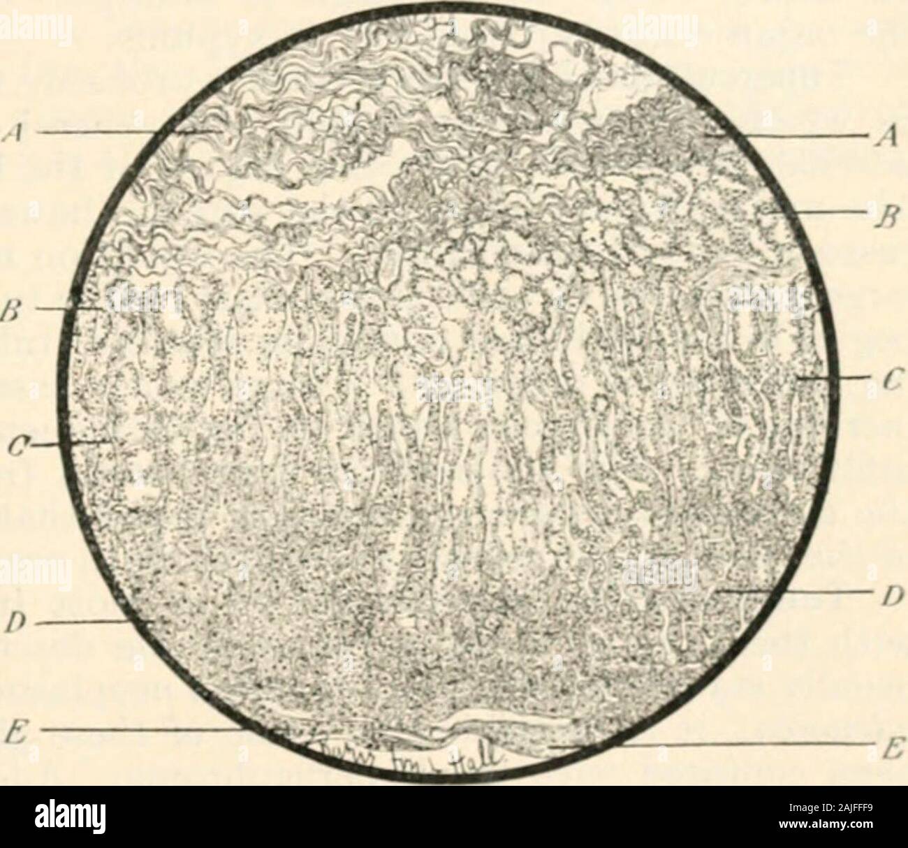 Manual of pathology : including bacteriology, the technic of ...