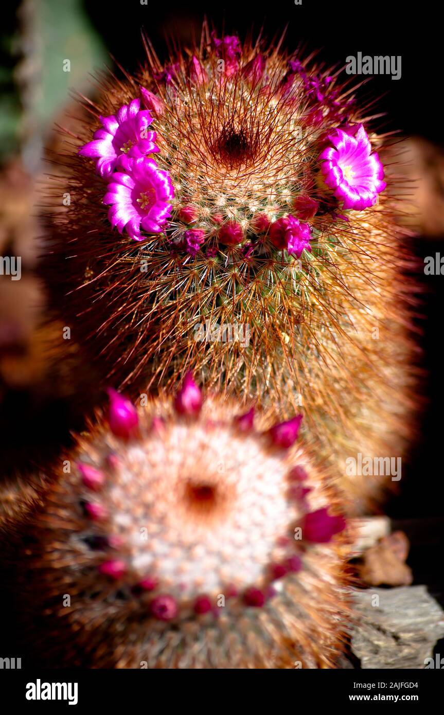 Beautiful cactus in the garden Stock Photo - Alamy