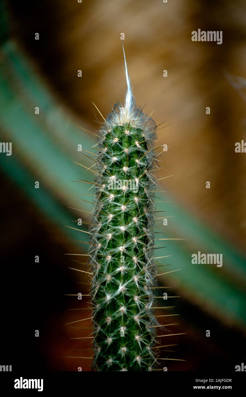 Beautiful cactus hi-res stock photography and images - Alamy