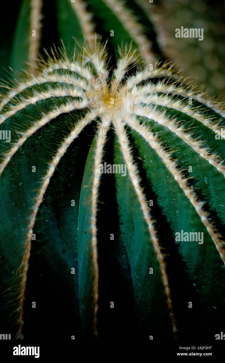 Beautiful fresh cactus in hi-res stock photography and images - Alamy