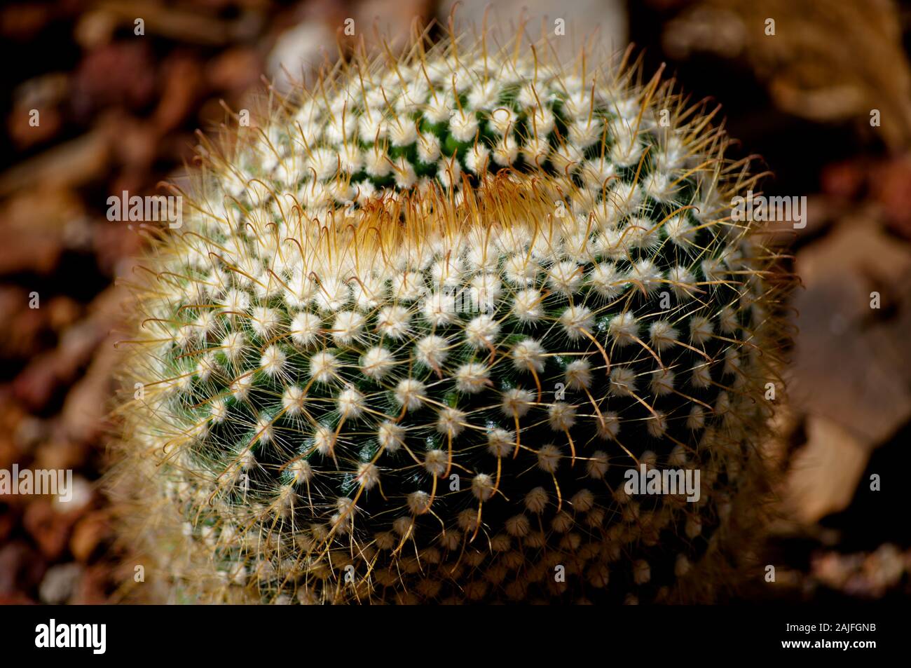 Beautiful cactus in the garden Stock Photo - Alamy
