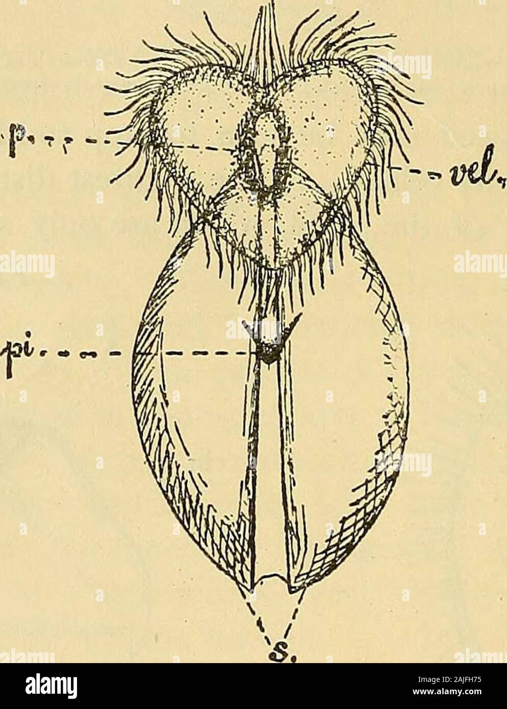Trochophora hi-res stock photography and images - Alamy