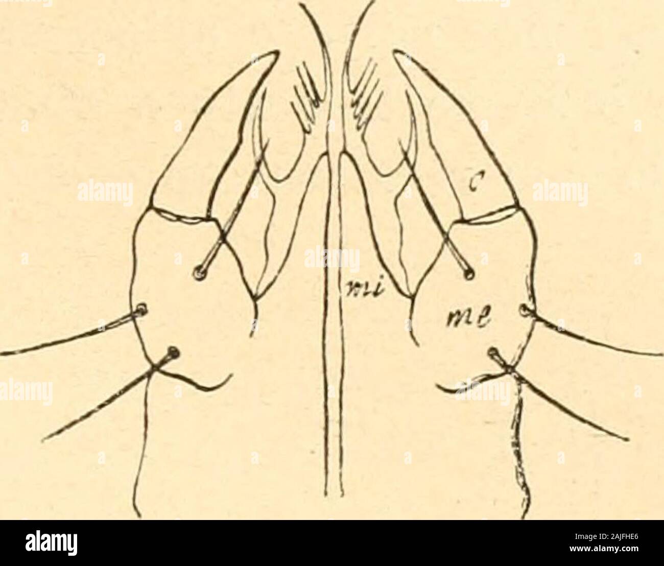 Redia hi-res stock photography and images - Alamy