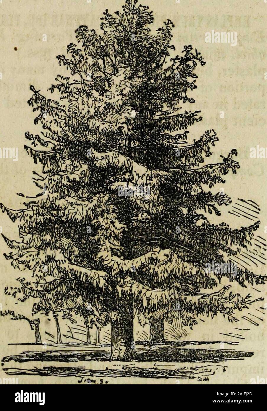 Rubefacient High Resolution Stock Photography and Images - Alamy