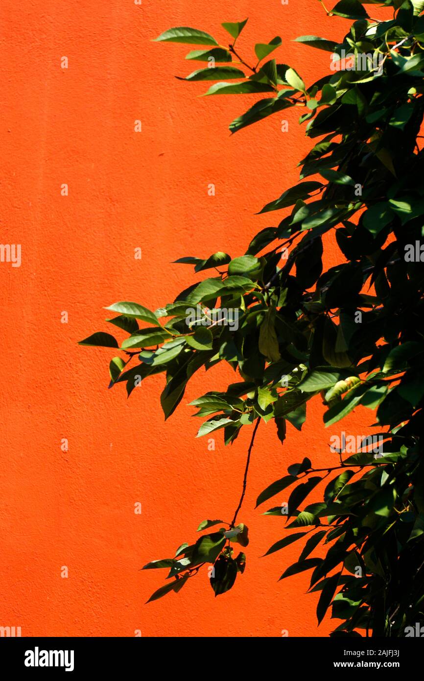 Complementary colors garden hi-res stock photography and images - Alamy