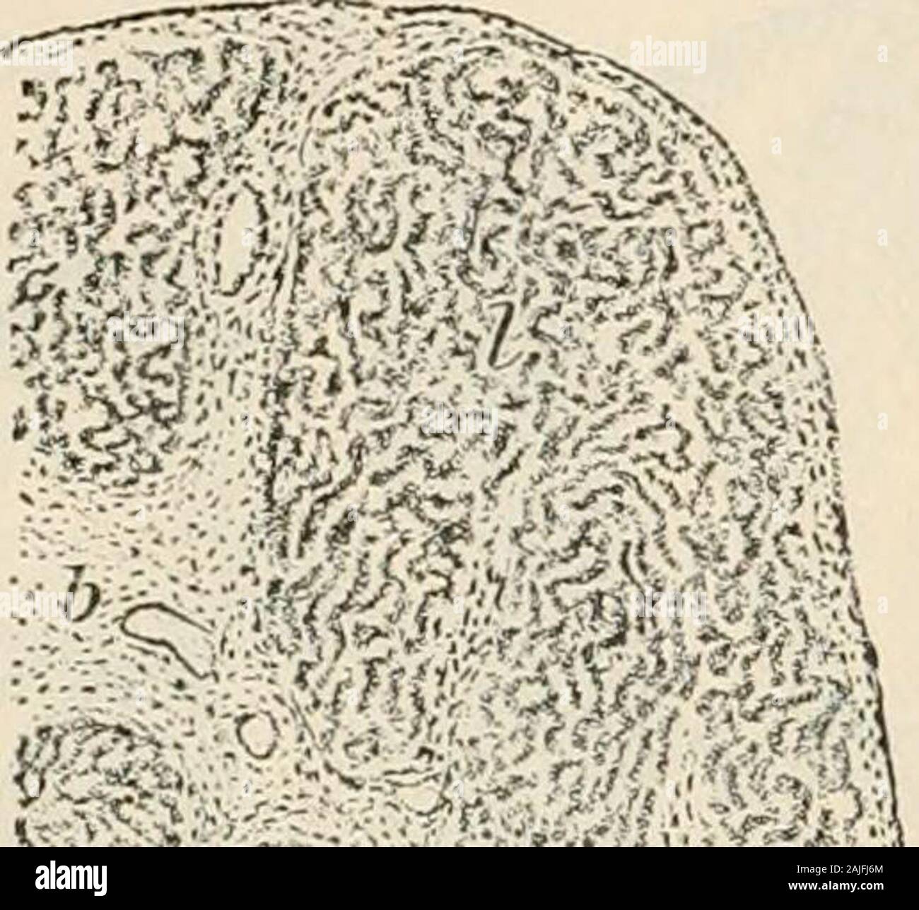 Manual of pathology : including bacteriology, the technic of ...