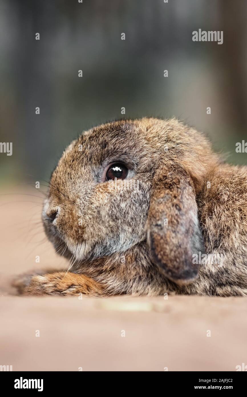 Cute bunny rabbit outdoor portrait Stock Photo - Alamy