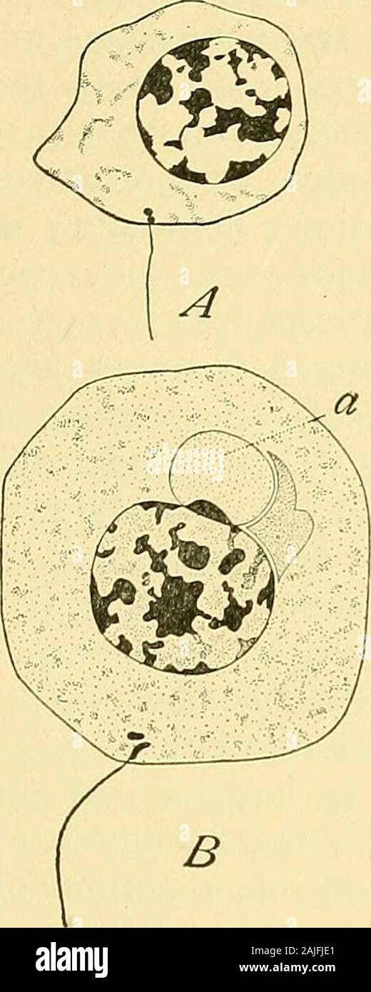 The cell in development and inheritance . the elasmobranch, the axial ...