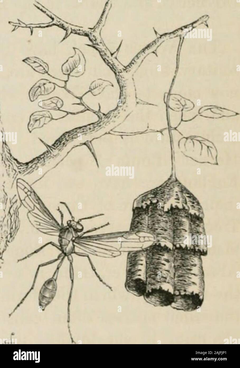 Brazilian wasp hi-res stock photography and images - Alamy