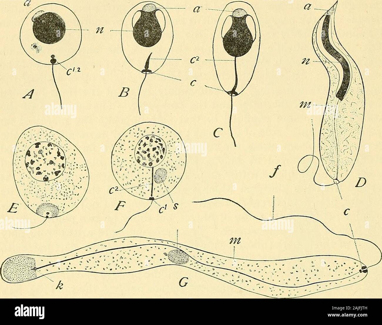 The cell in development and inheritance . (97) gives a somewhat ...
