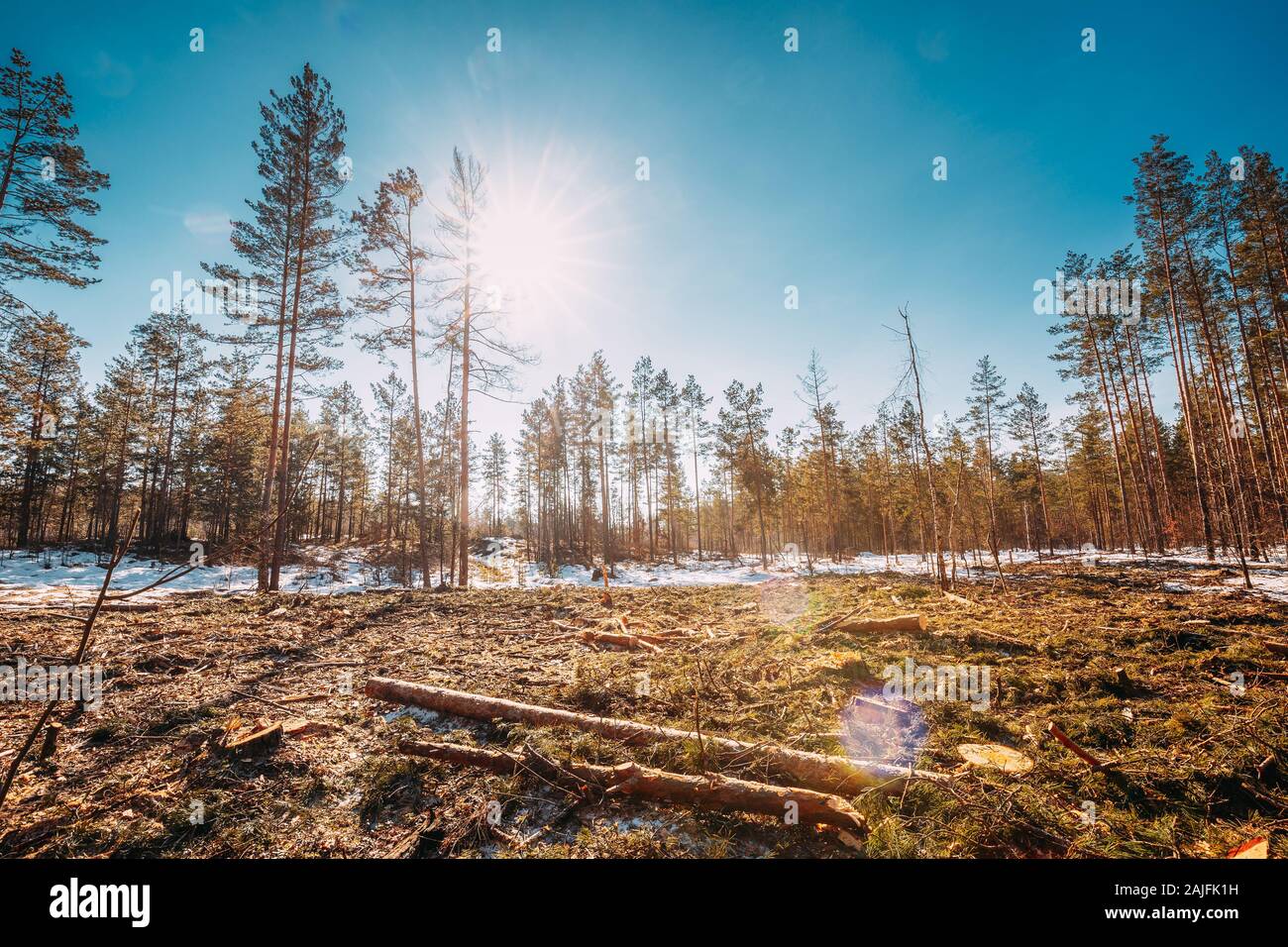 Deforestation of pine forest hi-res stock photography and images - Alamy