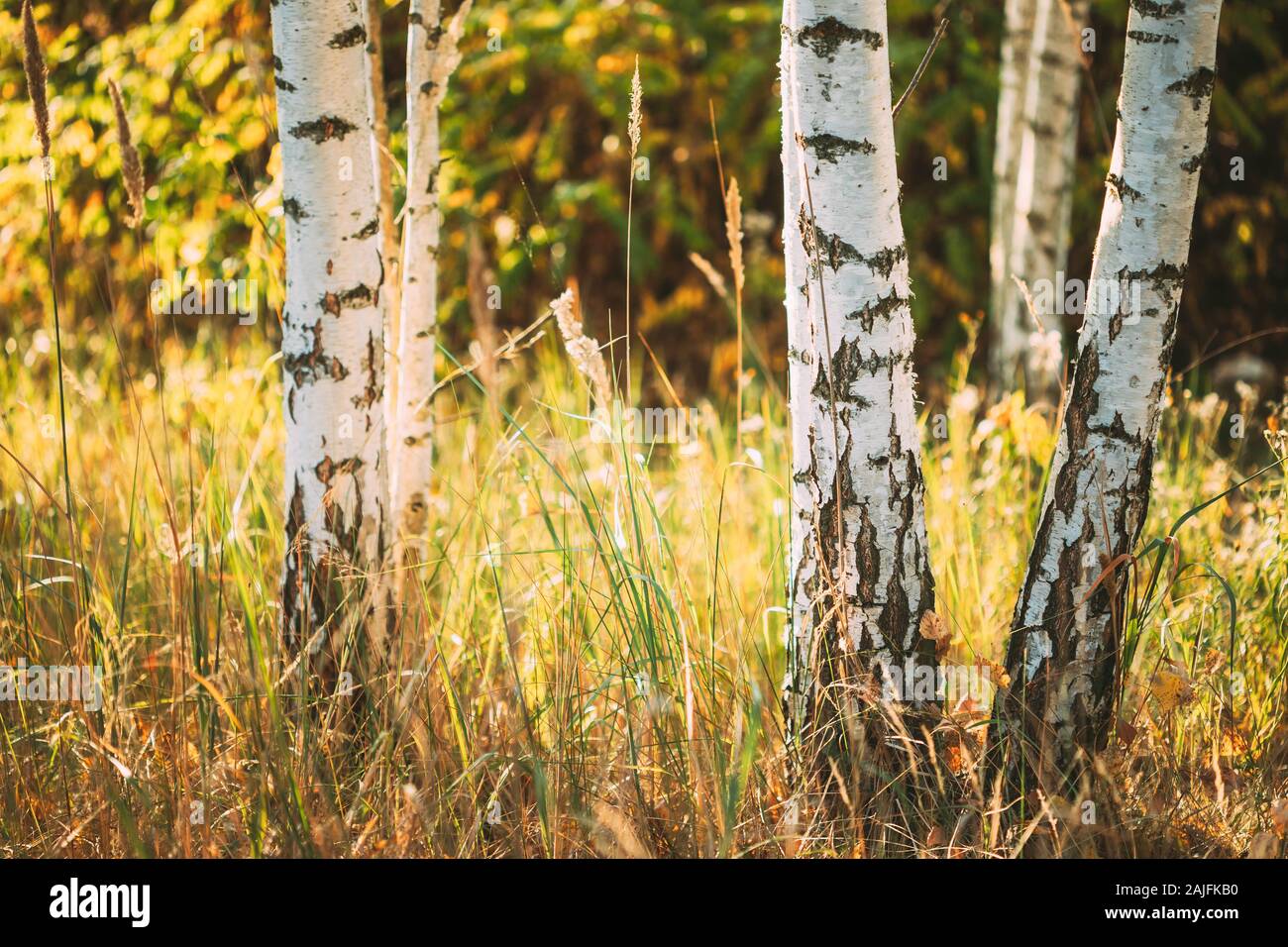 Birch Trunks Woods Close Up. Sunset In Summer Birch Forest, Russia ...