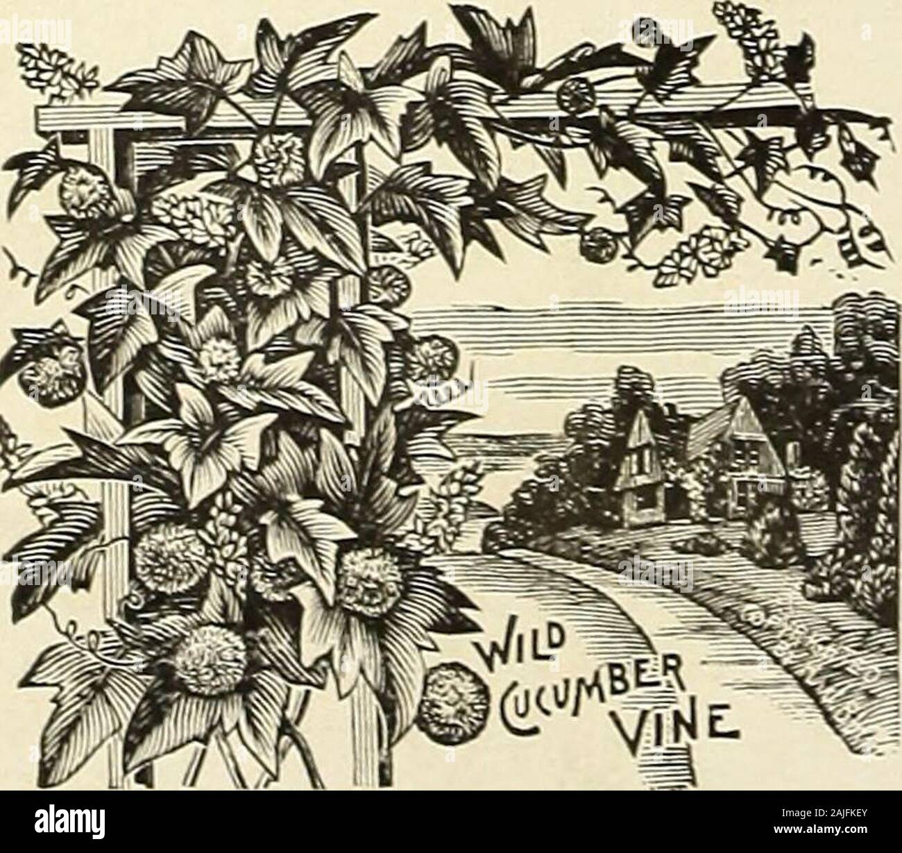 Plant that bears tomatoes hi-res stock photography and images - Alamy