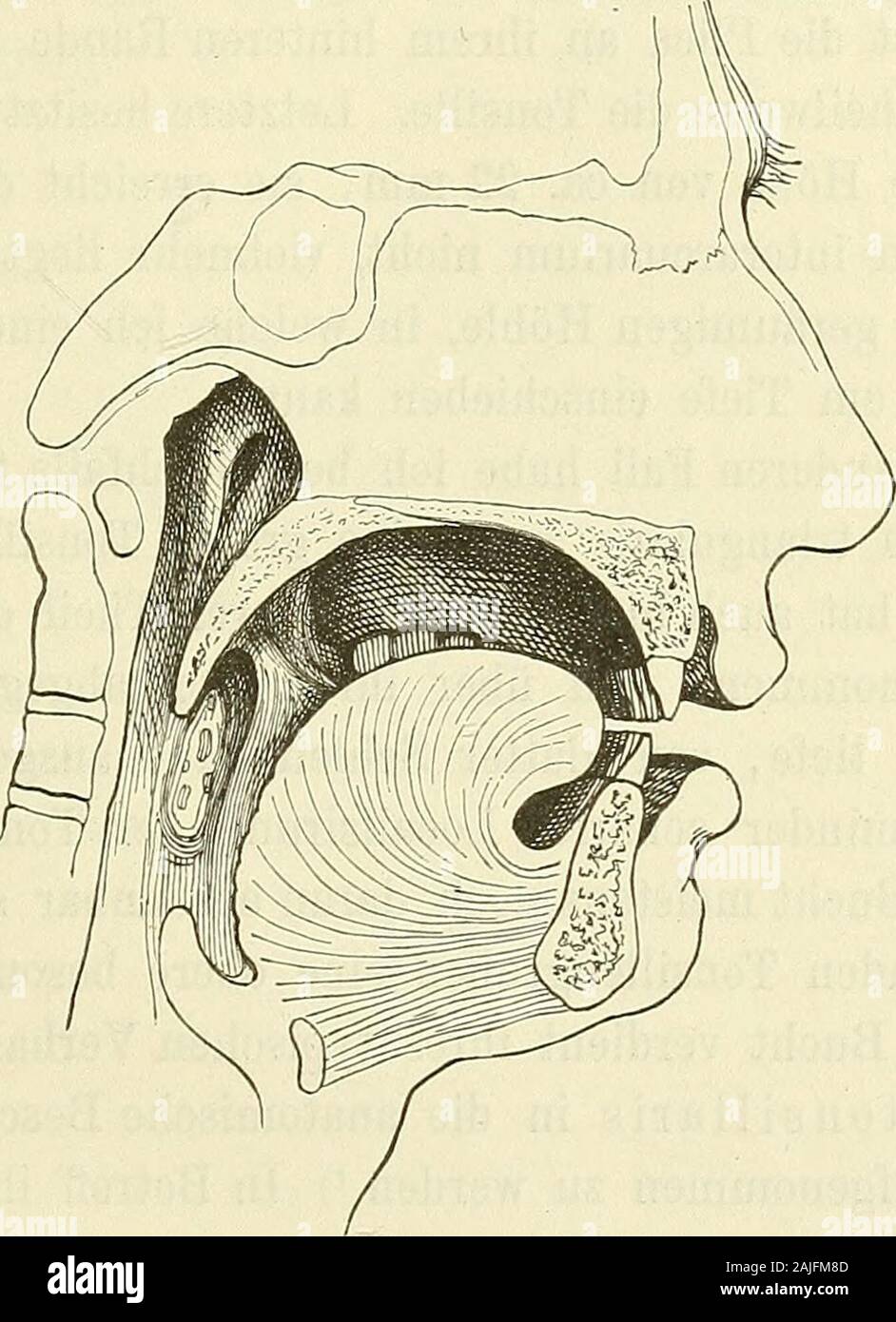 Zunge anatomie hi-res stock photography and images - Alamy