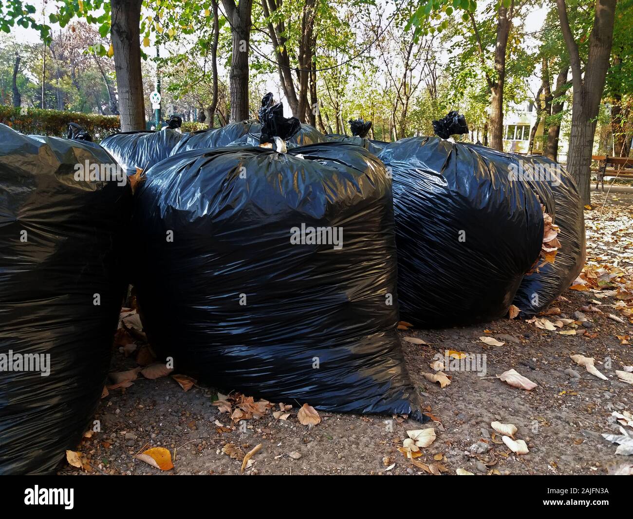 Fallen autumn leaves gathered in biodegradable plastic bags. Black ...