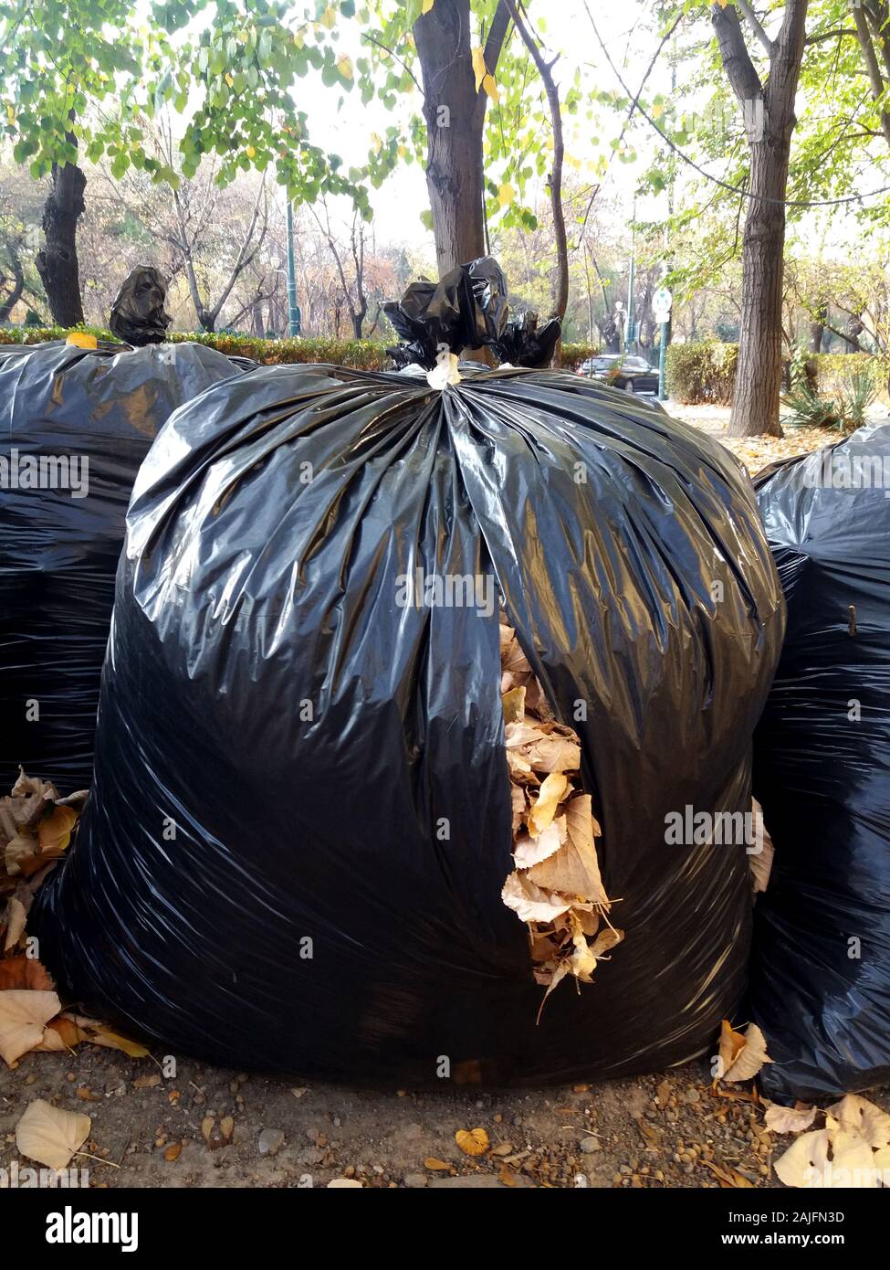 Fallen autumn leaves gathered in biodegradable plastic bags. Black ...