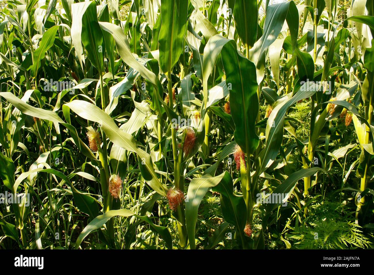 Full-grown maize plants with mature silks Stock Photo - Alamy