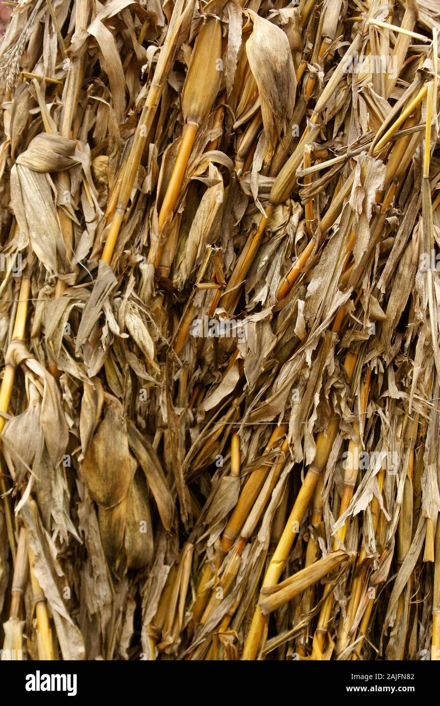 Dried stalks of grain hi-res stock photography and images - Alamy
