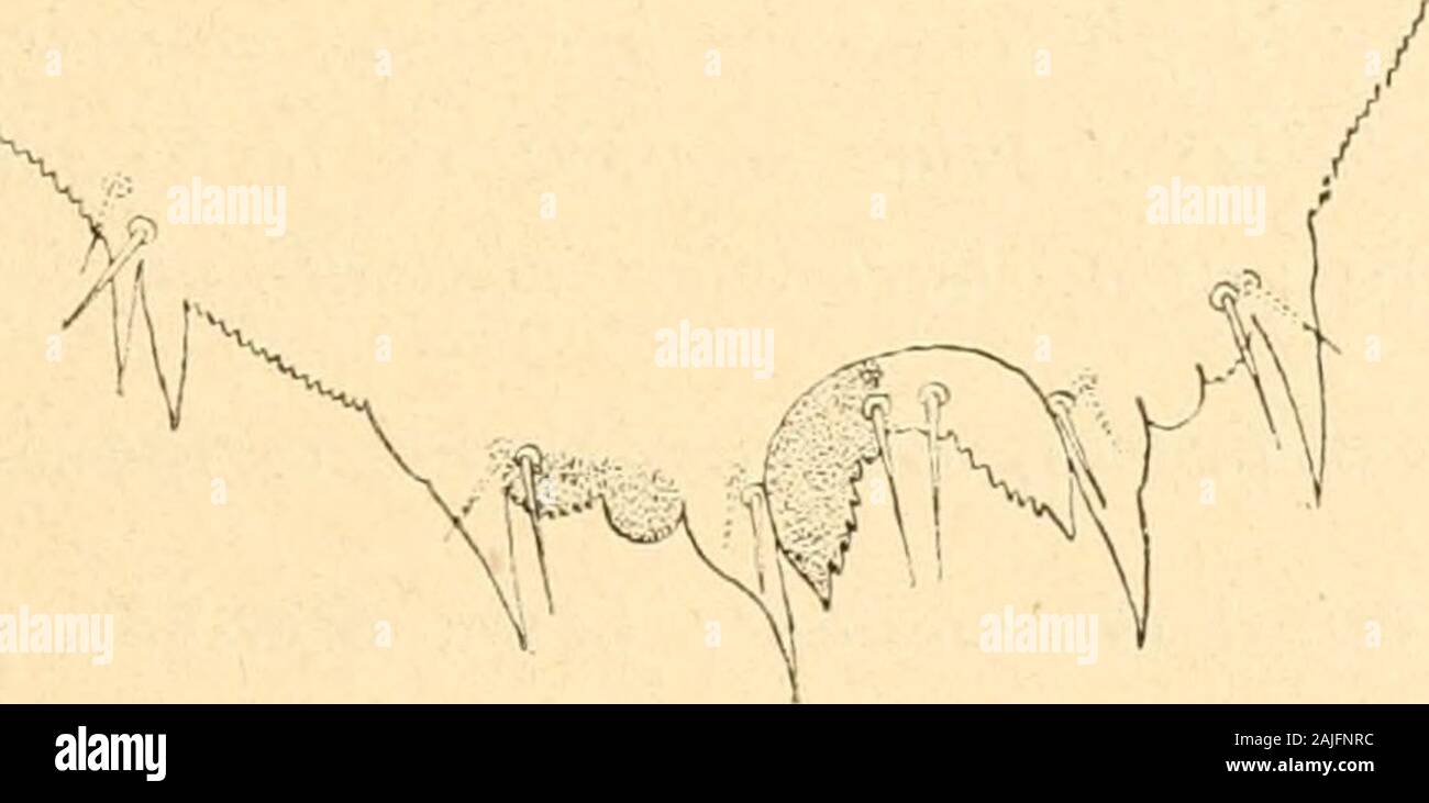 Pro femmina hi-res stock photography and images - Alamy