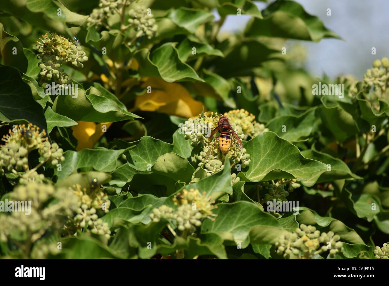 Terrifying insects hi-res stock photography and images - Alamy
