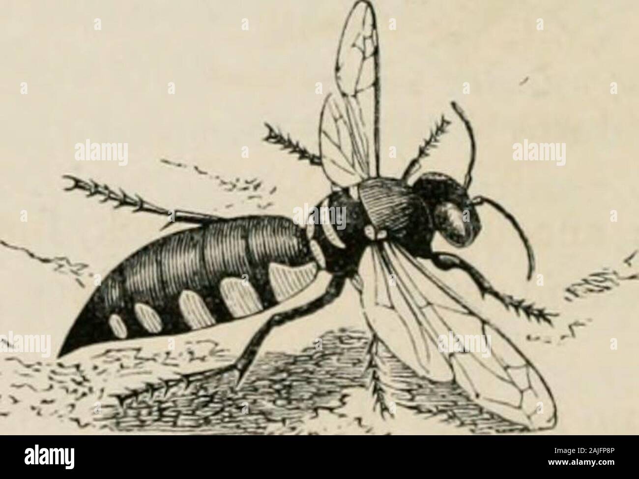 Name corvus hi-res stock photography and images - Alamy