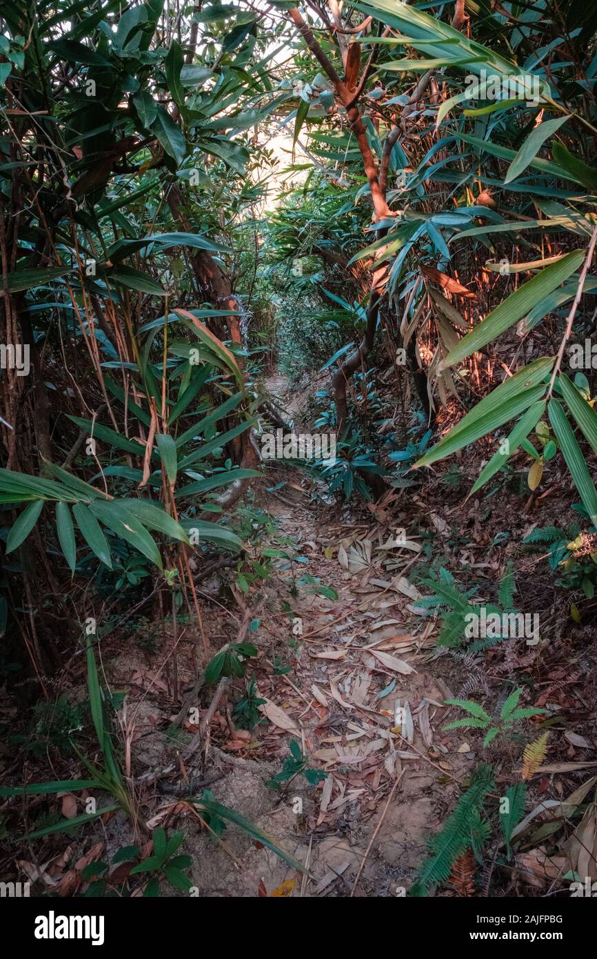 hiking path in forest, walkway through trees Stock Photo - Alamy