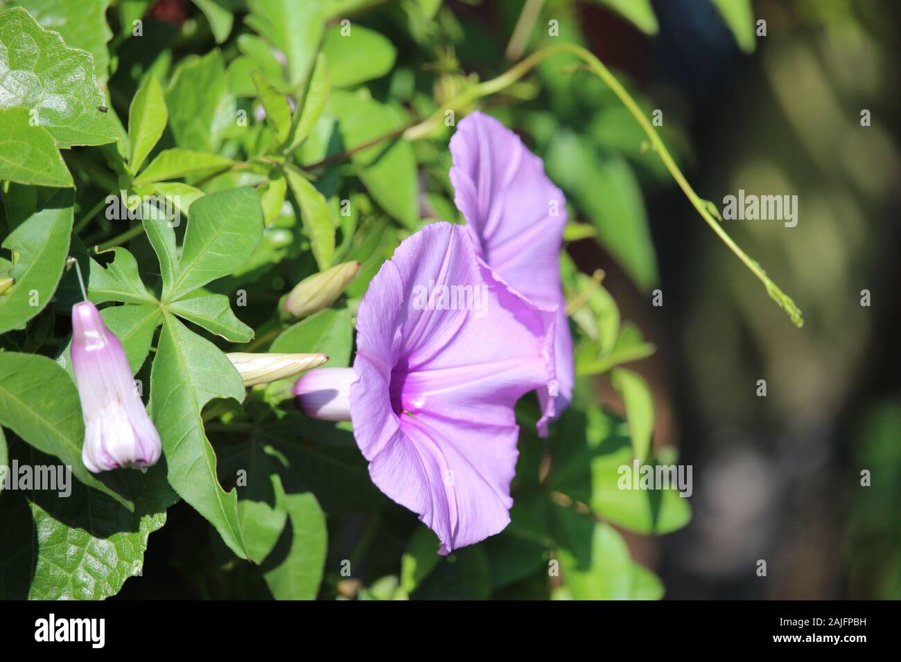 purple trumpet flower is blooming beautifully in the city park near the ...