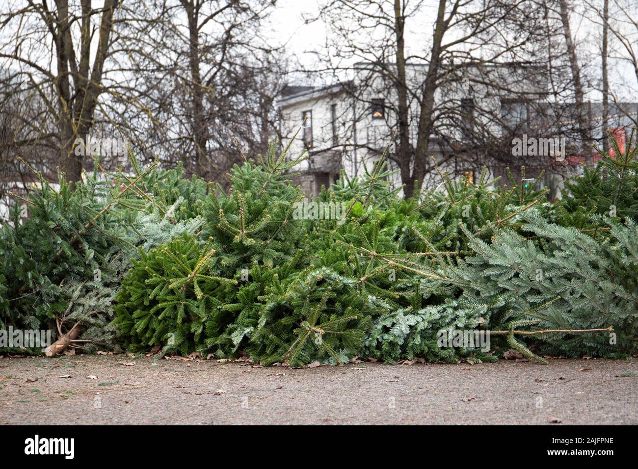 Christmas tree left on pavement hi-res stock photography and images - Alamy